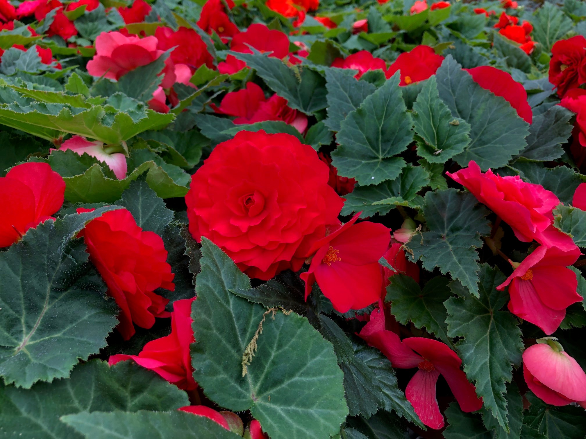 begonia nonstop | Valley View Greenhouses