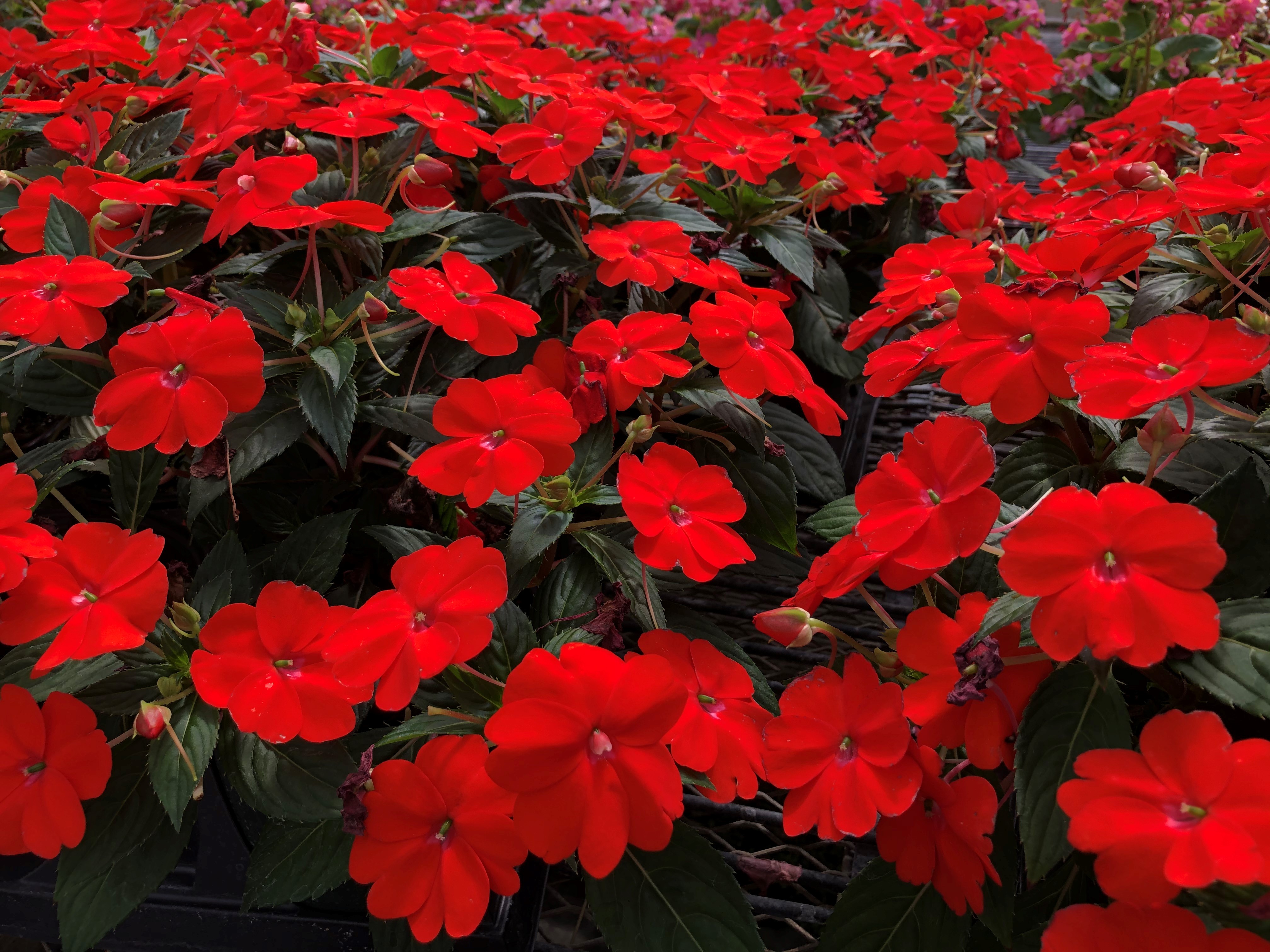 sunpatiens 2020 | Valley View Greenhouses